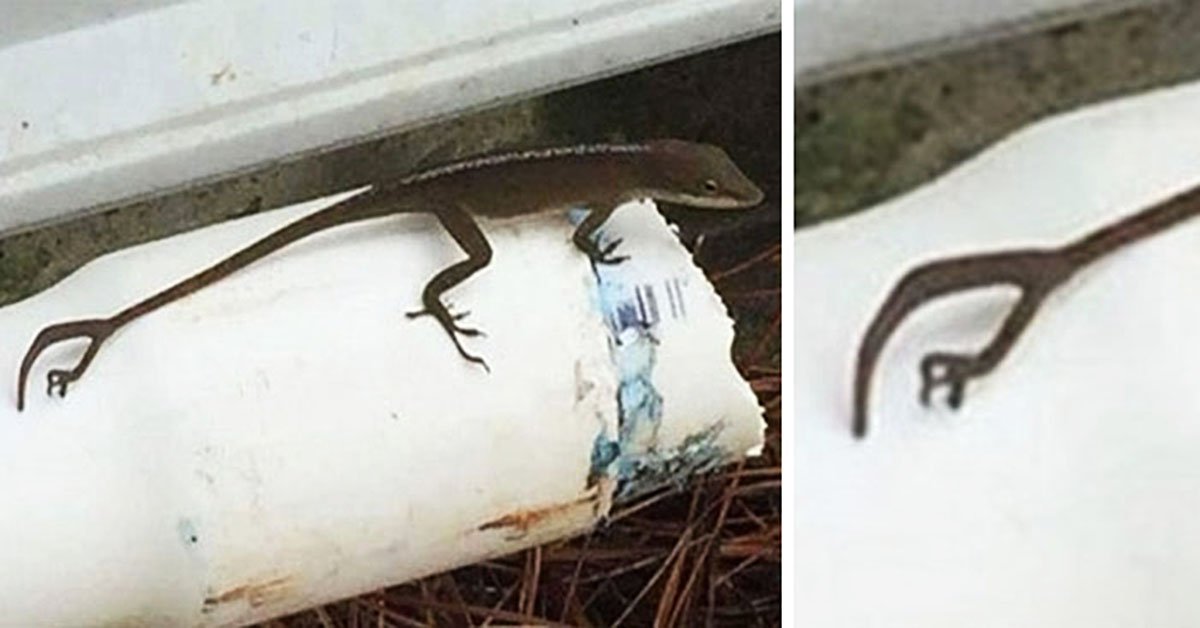 19 любопытных фото, которые дают возможность узнать о нашем мире что-то ...